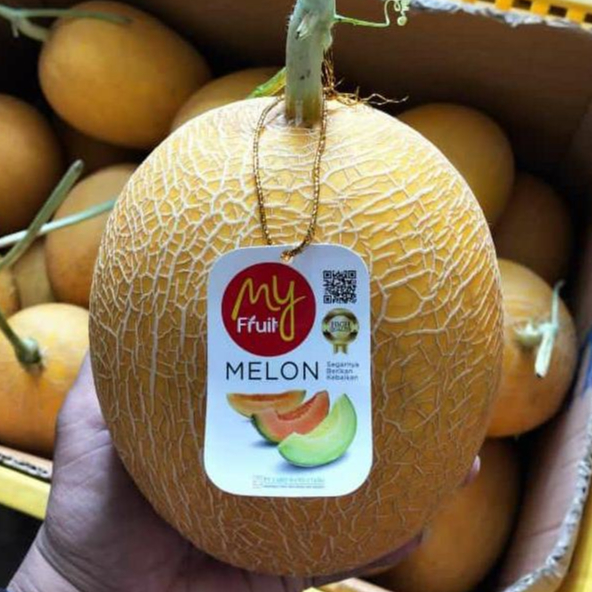 Jual Manganobuah - Melon Kirin Hidroponik | Shopee Indonesia