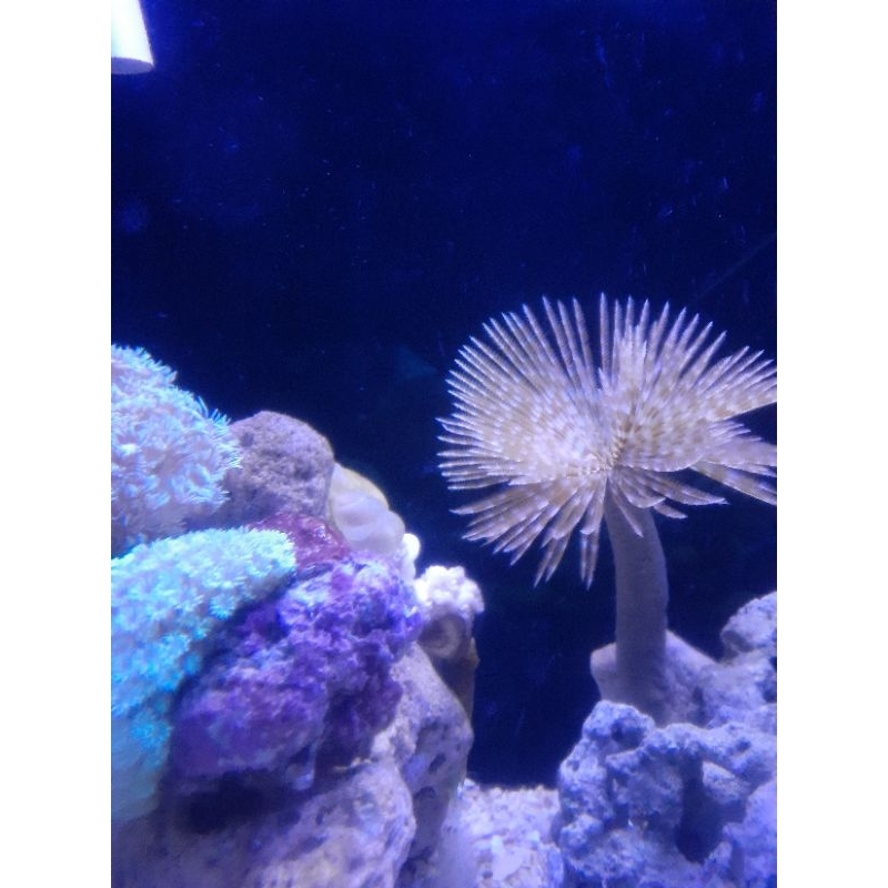 Jual Cacing kelapa /Cacing kipas /cacing koker /TubeWorm | Shopee Indonesia