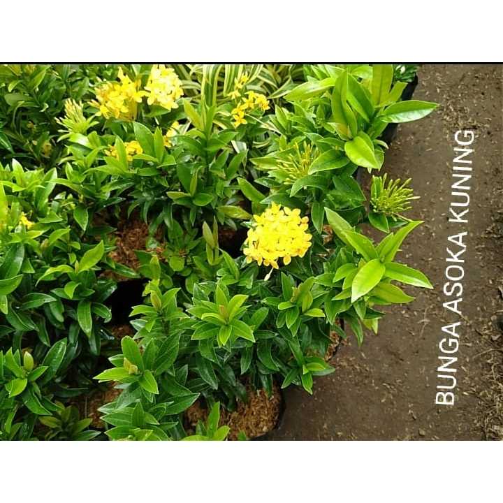 Jual BARU TANAMAN HIAS ASOKA KUNING | Shopee Indonesia
