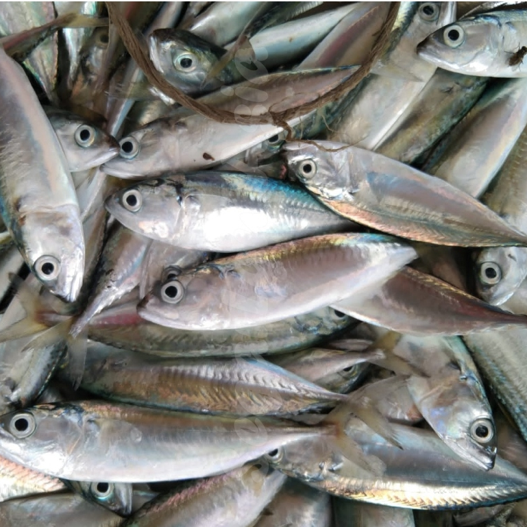 Jual Ikan Kembung Segar Fresh Ikan Kembung Kecil Ikan Kembung Baby Ikan ...