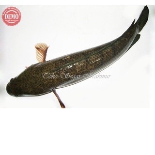 Jual Ikan Gabus Hidup Ikan Gabus Segar Ikan Gabus 1Kg | Shopee Indonesia