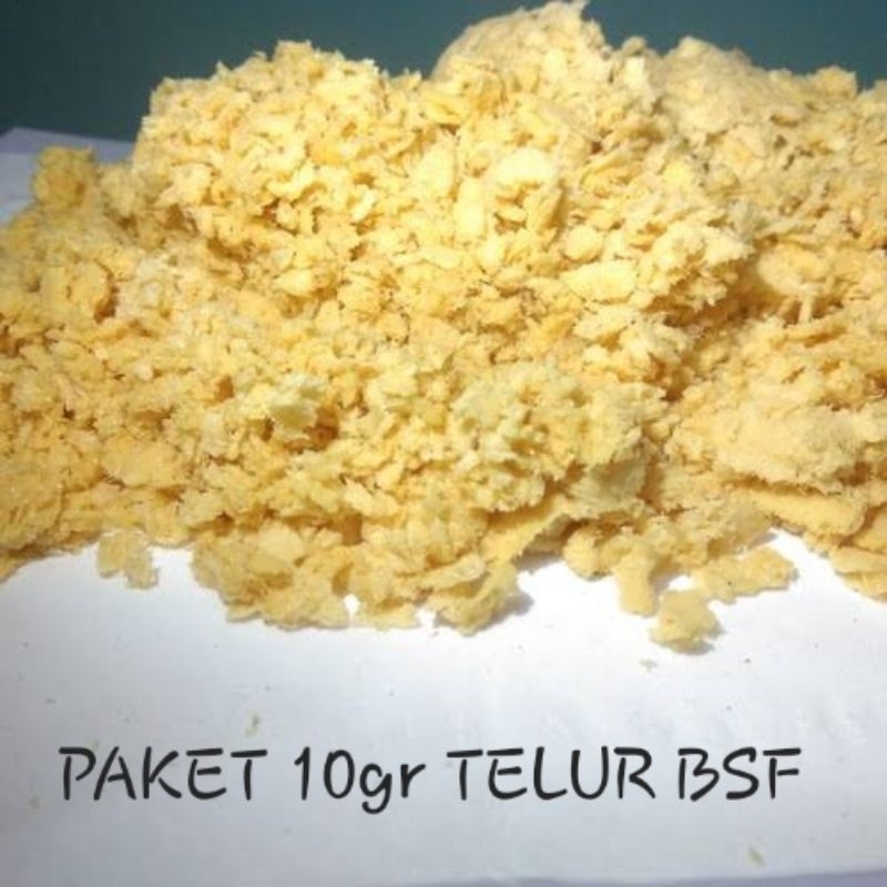 Jual Telur Maggot/ Telur Lalat BSF Paket 10gr PREMIUM QUALITY | Shopee ...