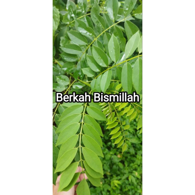 Jual Daun gamal.cangkring 250 gram Obat scabies | Shopee Indonesia