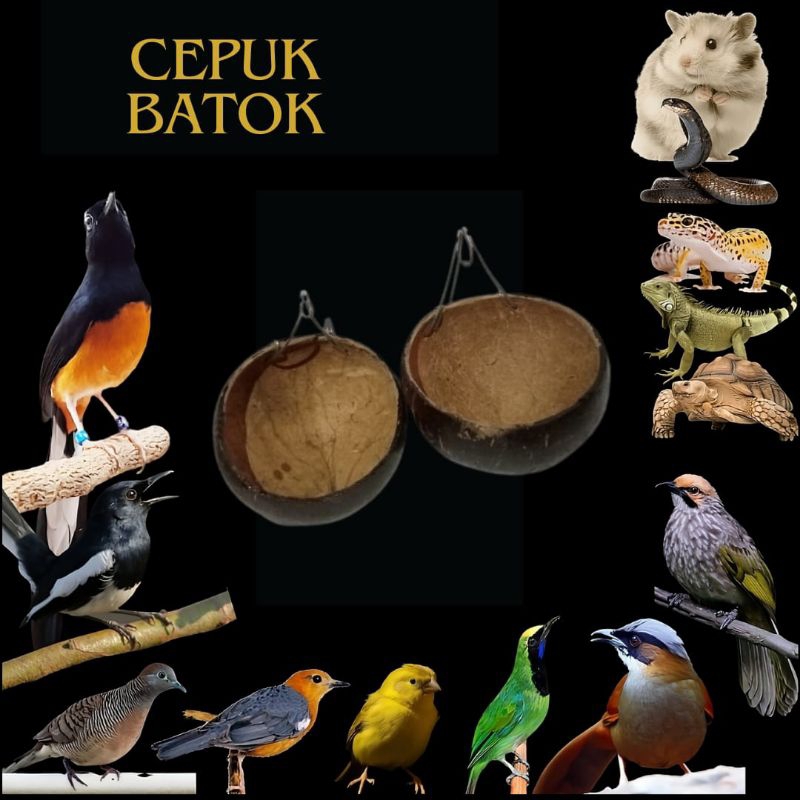 Jual Cepuk batok tempat pakan ayam burung unggas dll | Shopee Indonesia