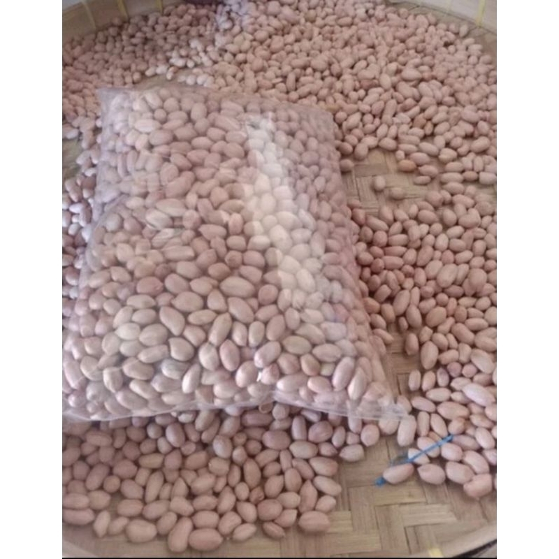 Jual 1KG BENIH KACANG TANAH VARIETAS INDIA SUPER UNGGUL SIAP TANAM ...