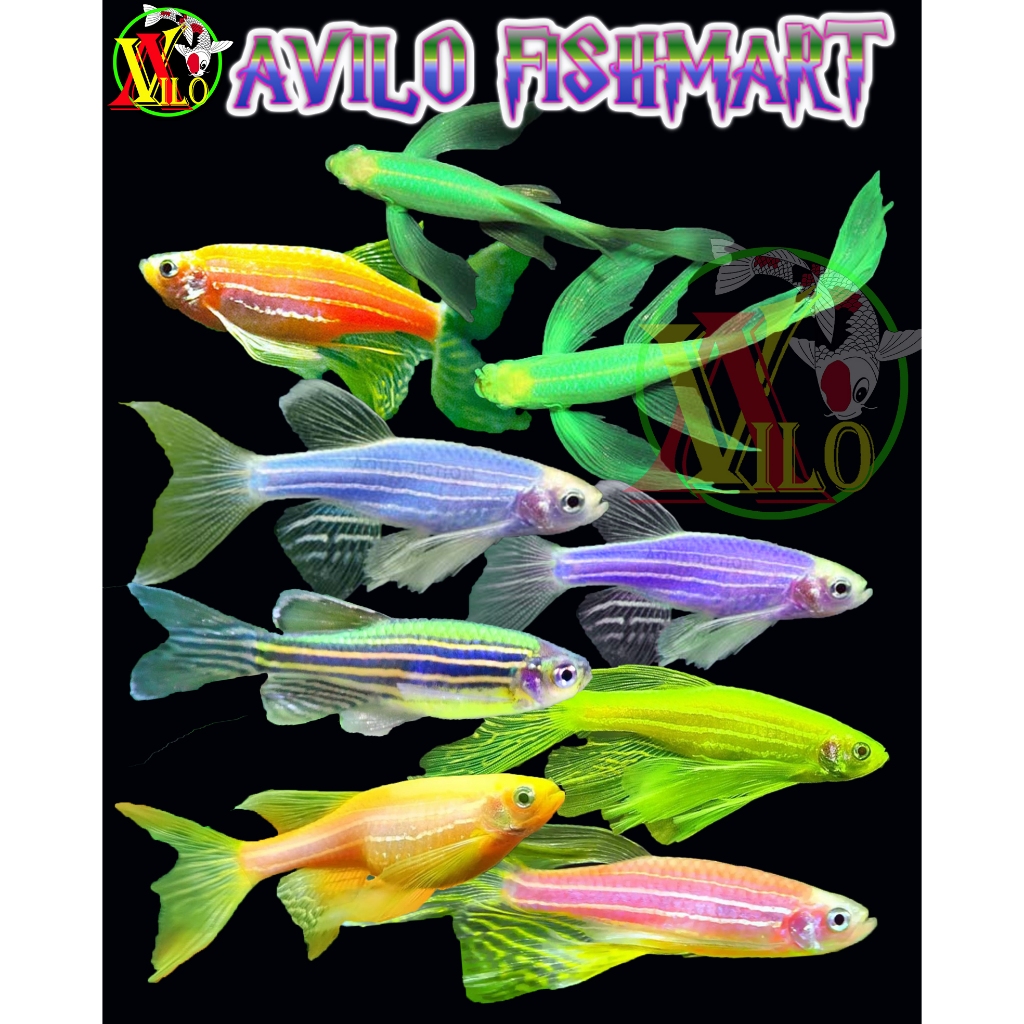 Jual ikan hias aquascape danio fish glow slayer ekor panjang | Shopee ...