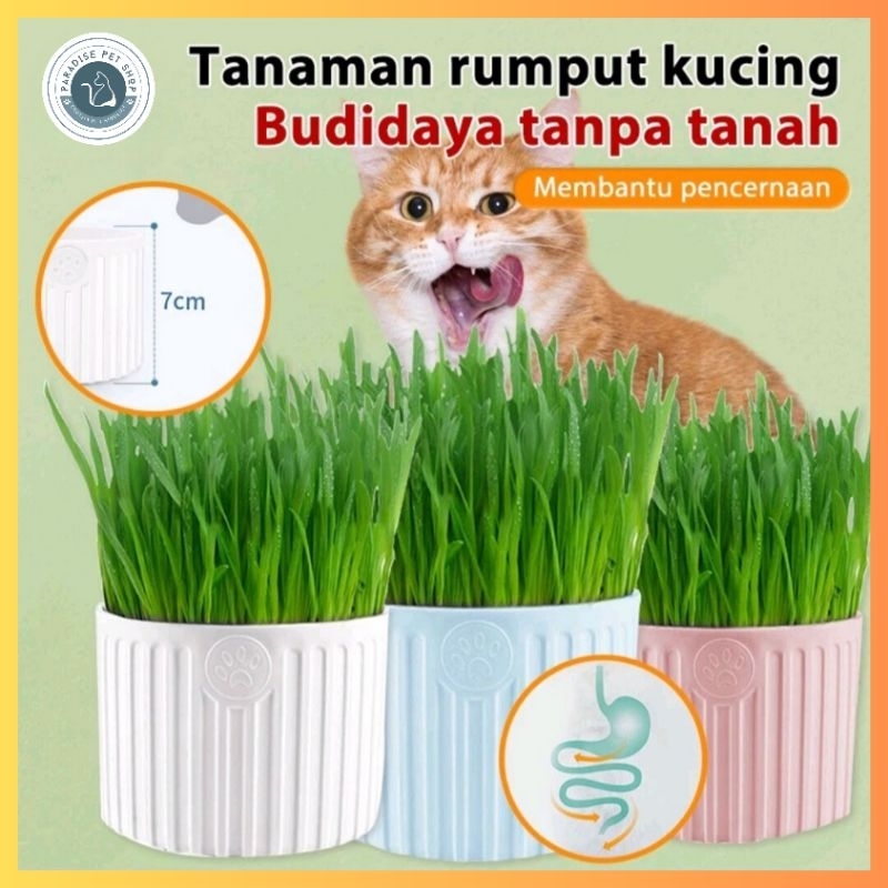 Jual Paket Tumbuh Benih Gandum Premium Rumput Kucing Cat Grass ...