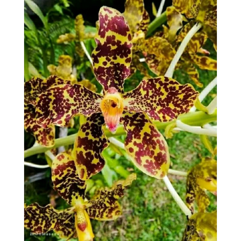 Jual Grammatophyllum Singo Edan | Shopee Indonesia
