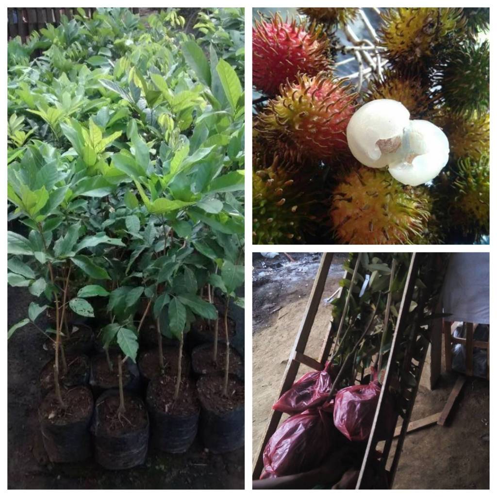 Jual Bibit Rambutan Rapiah Hasil Okulasi Cepat Berbuah - RAWA BIBIT ...