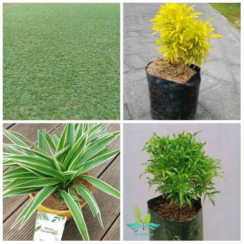 Jual Paket 4 tanaman hias rumput gajah mini 2 meter full, brokoli ...