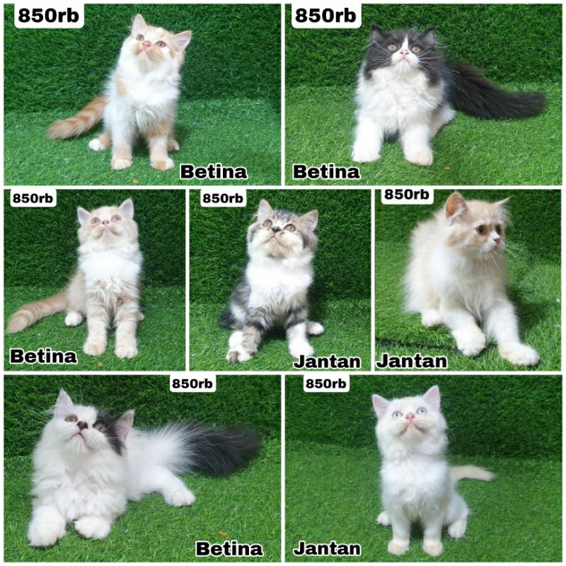 Jual Jual anakan kucing Kitten persia 2.5 bulan jantan betina angora anggora munchkin himalaya ...