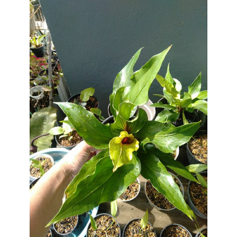 Jual anthurium obor murah | Shopee Indonesia