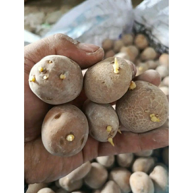 Jual Benih Kentang Varietas Granola L G2 | Shopee Indonesia