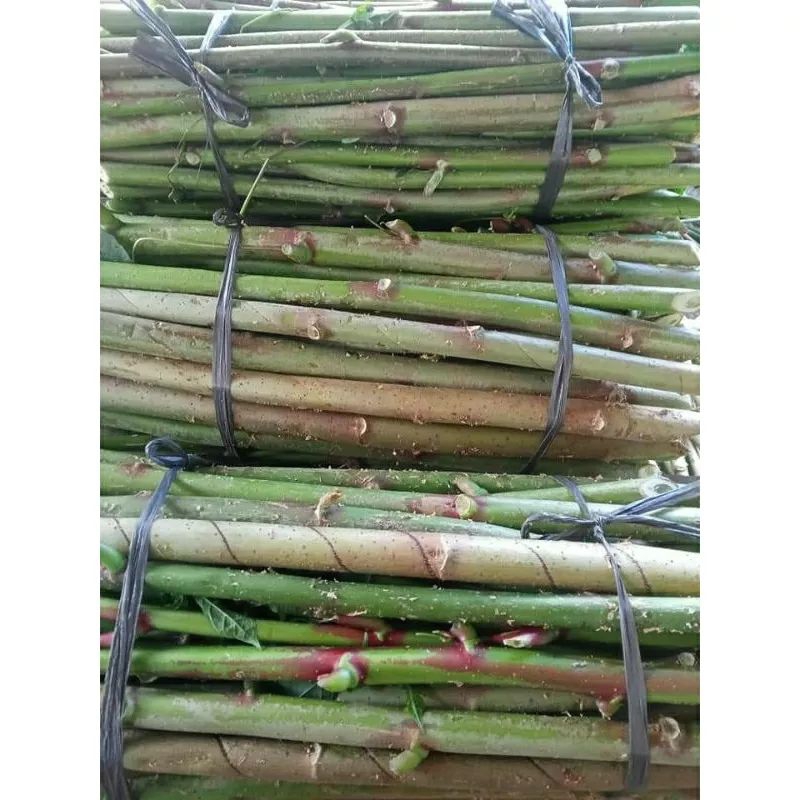 Jual bibit telo Papua pakan ternak kambing favorit 27cm harga per stek ...