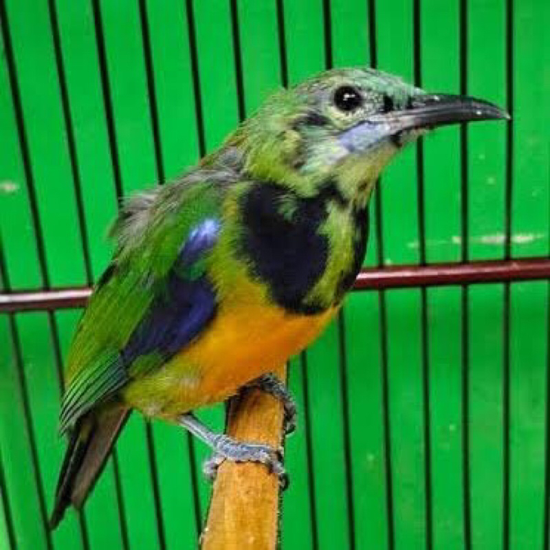 Jual burung cak cungkok jantan trotol anak pilihan rawatan | Shopee ...