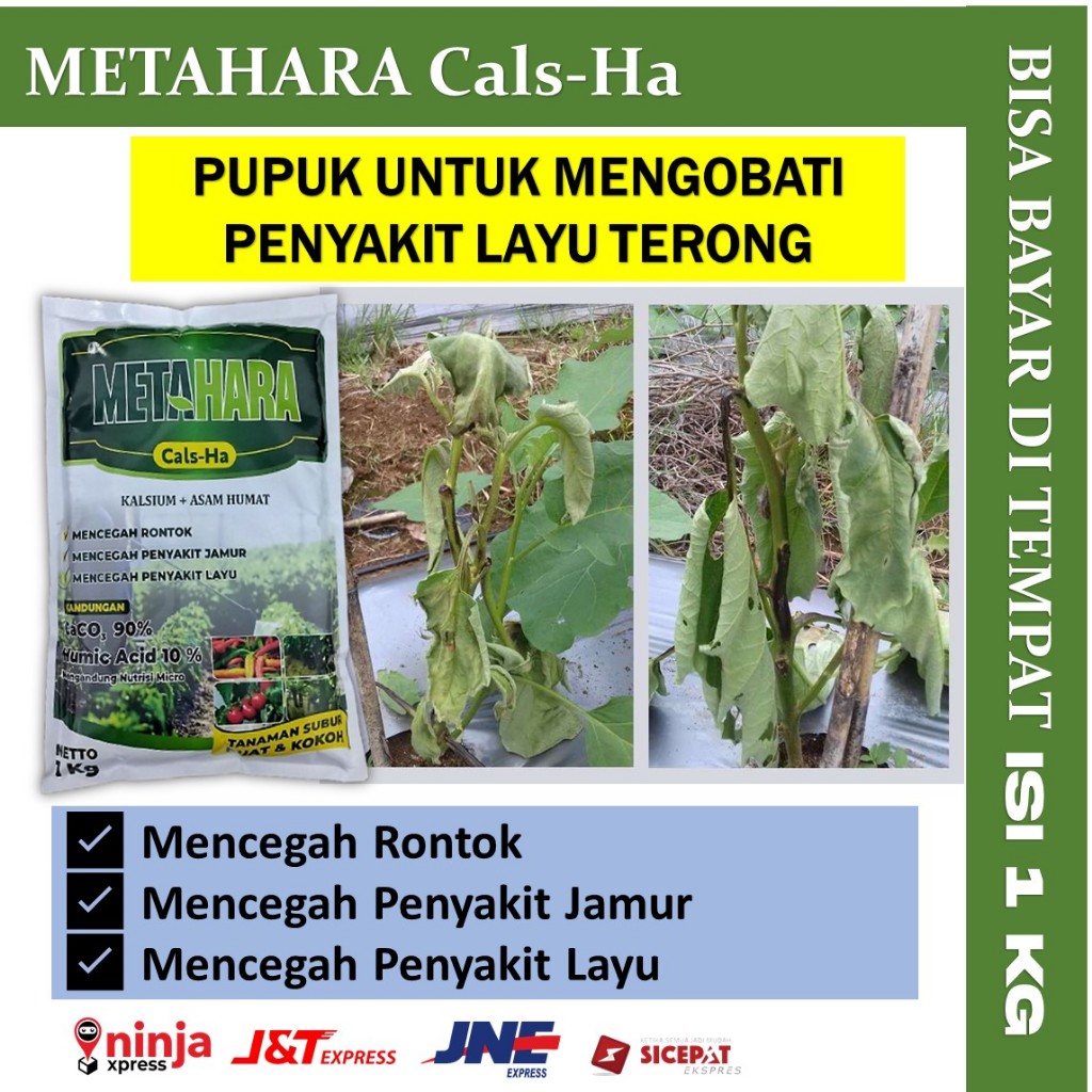 Jual Pupuk Kalsium Bubuk Obat Layu Daun Tanaman Terong Paling Ampuh ...