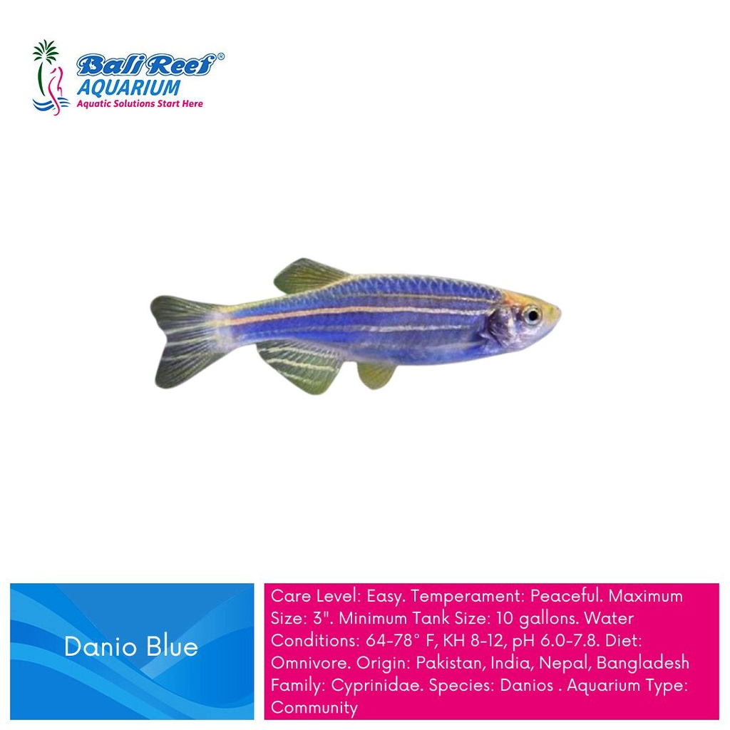 Jual Ikan Hias Aquascape Zebra Danio Blue | Shopee Indonesia