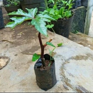 Jual Bibit tanaman gedi merah, bibit tanaman gedi sudah subur,perpot ...