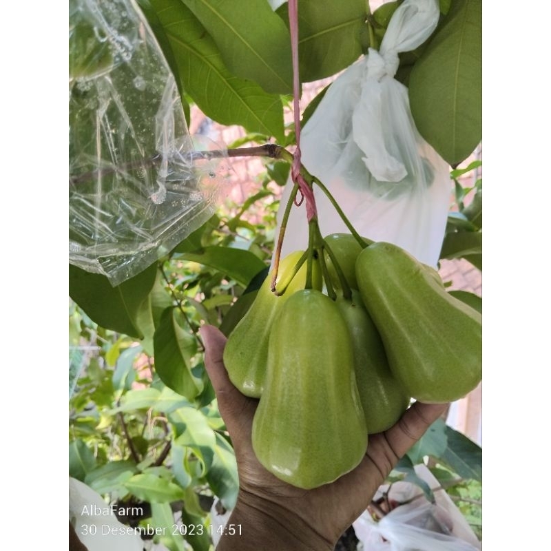 Jual Entres stek grafting jambu air GG green giant murah valid 1000% ...