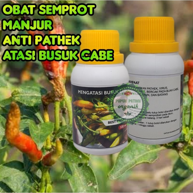 Jual Pupuk Anti Pathek Cabe Obat Semprot Ampuh Atasi Hama Pathek Pada ...