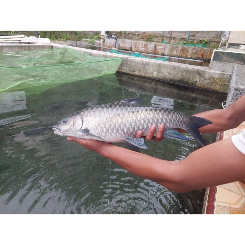 Jual MAHSEER SORO/TAMBROIDES 1KG PER-EKOR // IKAN DEWA MINAKANCRA ...