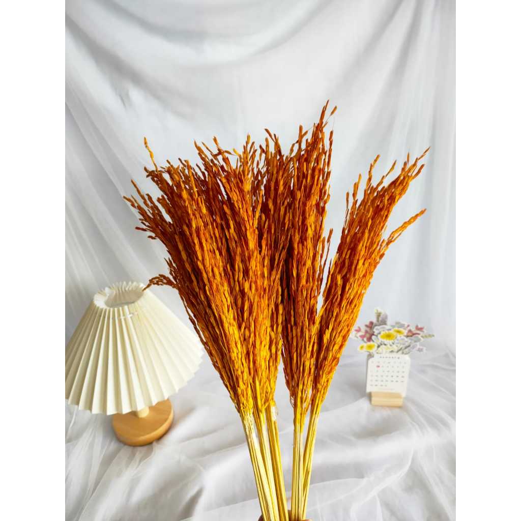 Jual FG-10 Tangkai Padi Kering Warna Orange - Hiasan Buket Bunga Kering ...