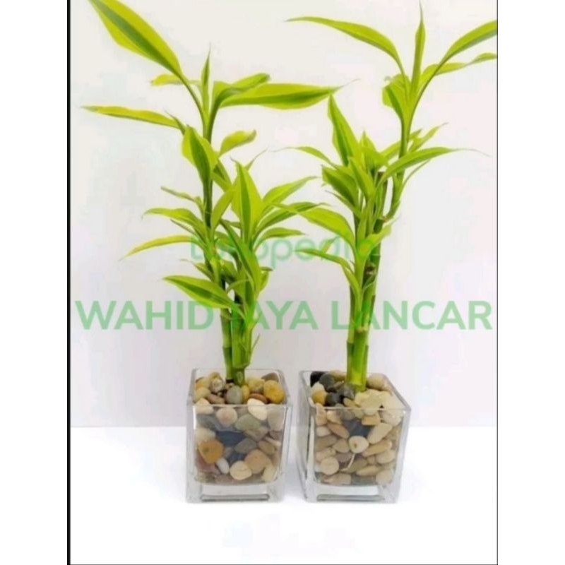 Jual Tanaman Hias Bambu Hoki Batangan / Lucky Bambo | Shopee Indonesia