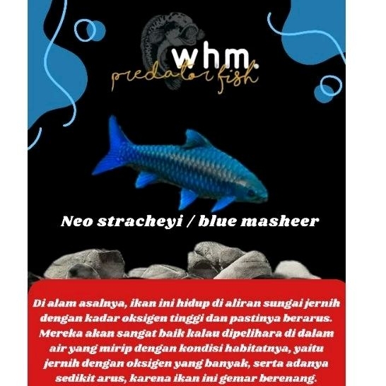 Jual Neo stracheyi Thailand / blue masheer 9-10 m ( Mainan Ikan ...