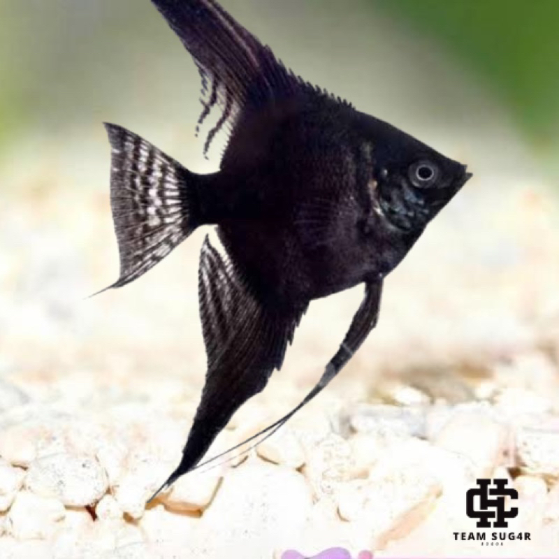 Jual Manfish black_KATALOG | Shopee Indonesia