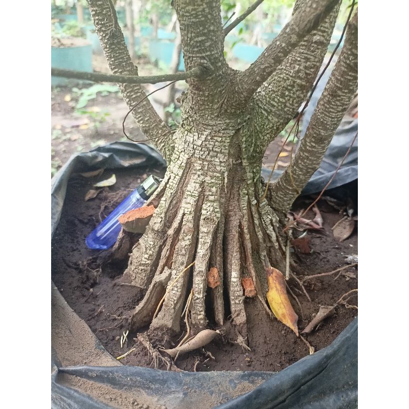 Jual Kimeng Pecah Batang 16 Rapat | Shopee Indonesia