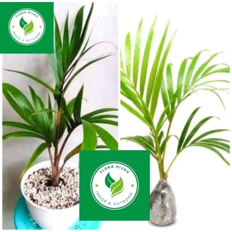 Jual PAKET 2 Tanaman Hias Palem Botol & Palem Kuning / Tanaman Hidup ...