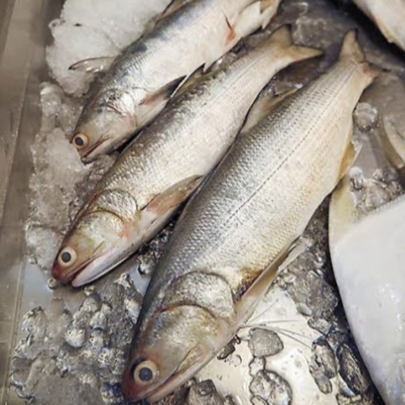 Jual Ikan kurau / Ikan kuro / Ikan Senangin Segar | Shopee Indonesia