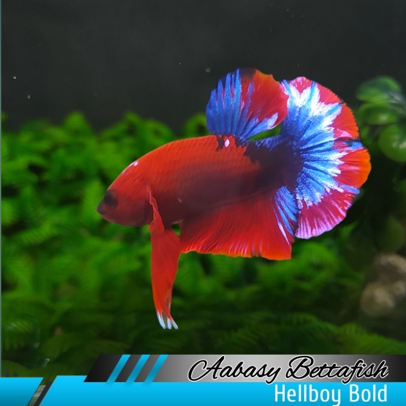 Jual Plakat Hellboy Bold Male Blue Tail ( Real Pictures) | Shopee Indonesia