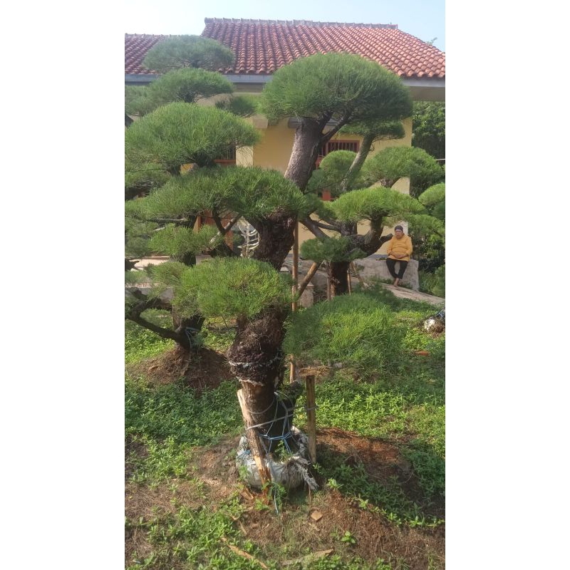 Jual BONSAI CEMARA KOREA/CEMARA UDANG KWALITAS A1 | Shopee Indonesia