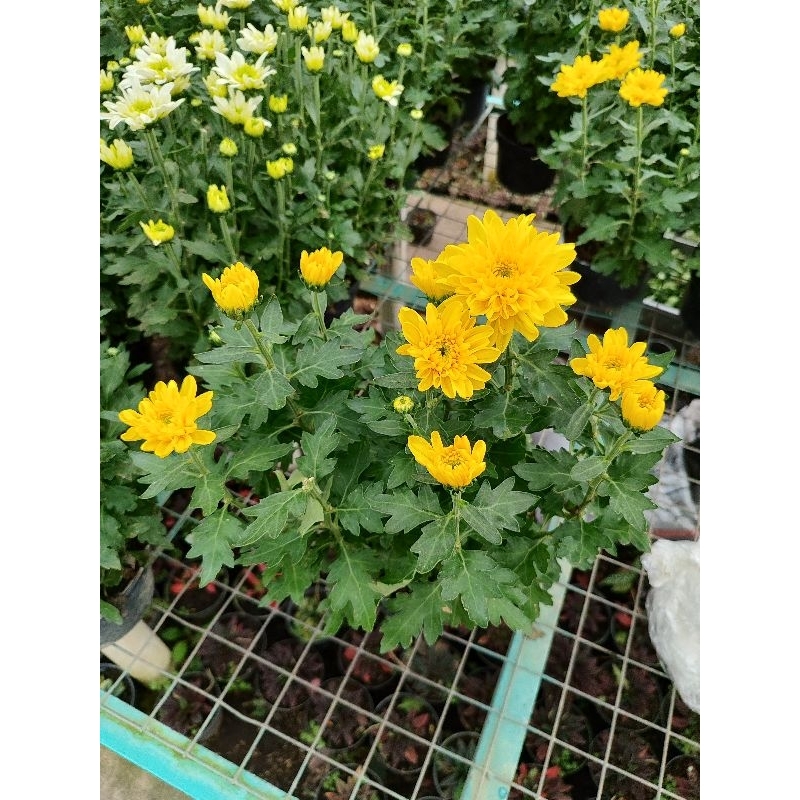 Jual aster krisan bunga kuning rimbun isi 4-7 batang tanamn hias ...