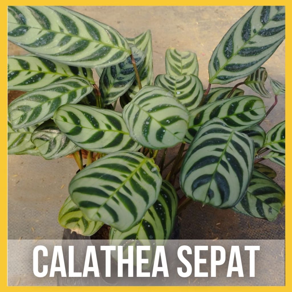 Jual Bibit Tanaman Hidup Calathea Sepat / Calatea Burle Maxii / Kalatea ...