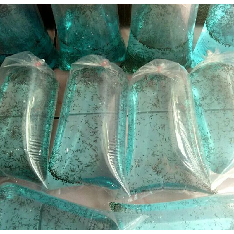 Jual JENTIK NYAMUK ENCU UGET-UGET PAKAN IKAN | Shopee Indonesia