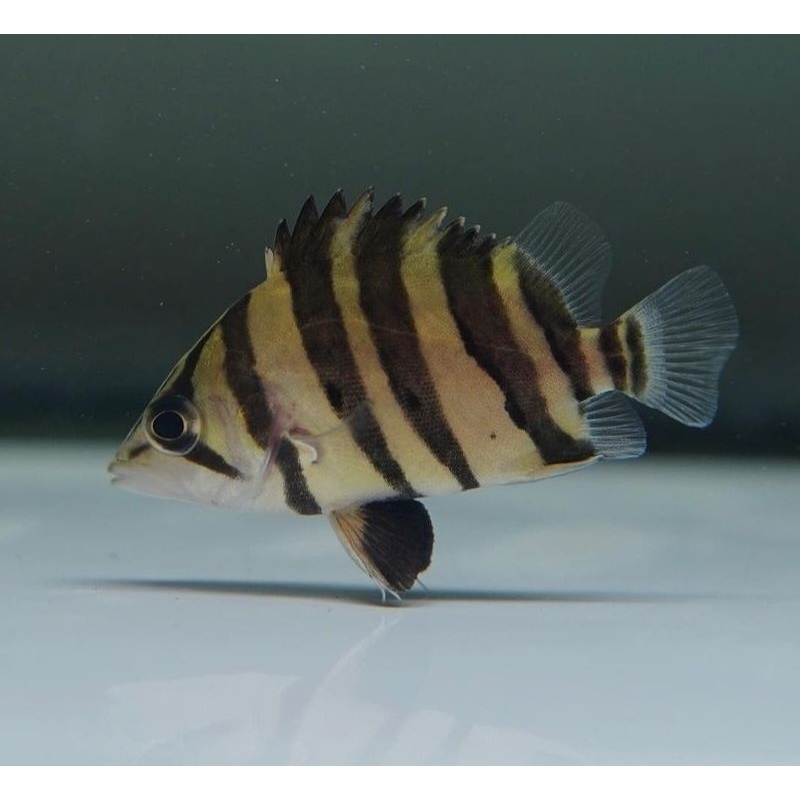 Jual Tiger Datz Sumatera / Ikan Tiger Datz Grade A | Shopee Indonesia