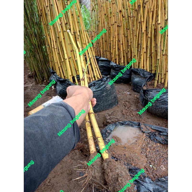 Jual Bambu kuning hias terbaik tinggi 1 meter | Shopee Indonesia
