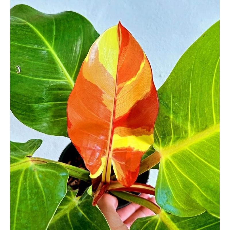 Jual Tanaman Hias Philodendron Red Moon/Philo Red Moon/ Tanaman hias ...