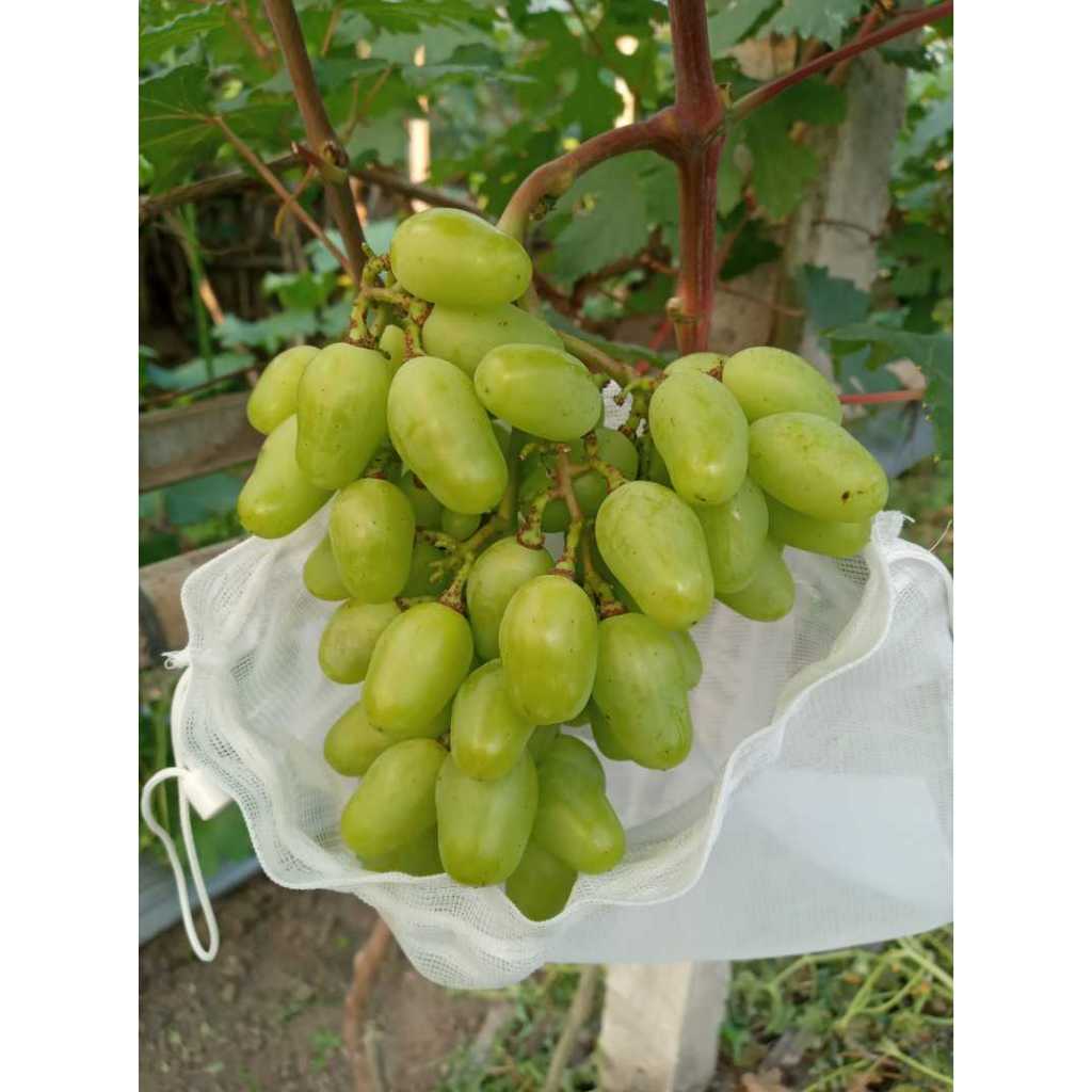 Jual BIBIT ANGGUR IMPORT (DIXON) SUPER MANIS CEPAT BERBUAH | Shopee ...