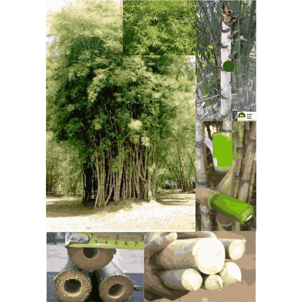 Jual Bibit bambu buta/male / Dendrocalamus strictus / Bambu kultur ...
