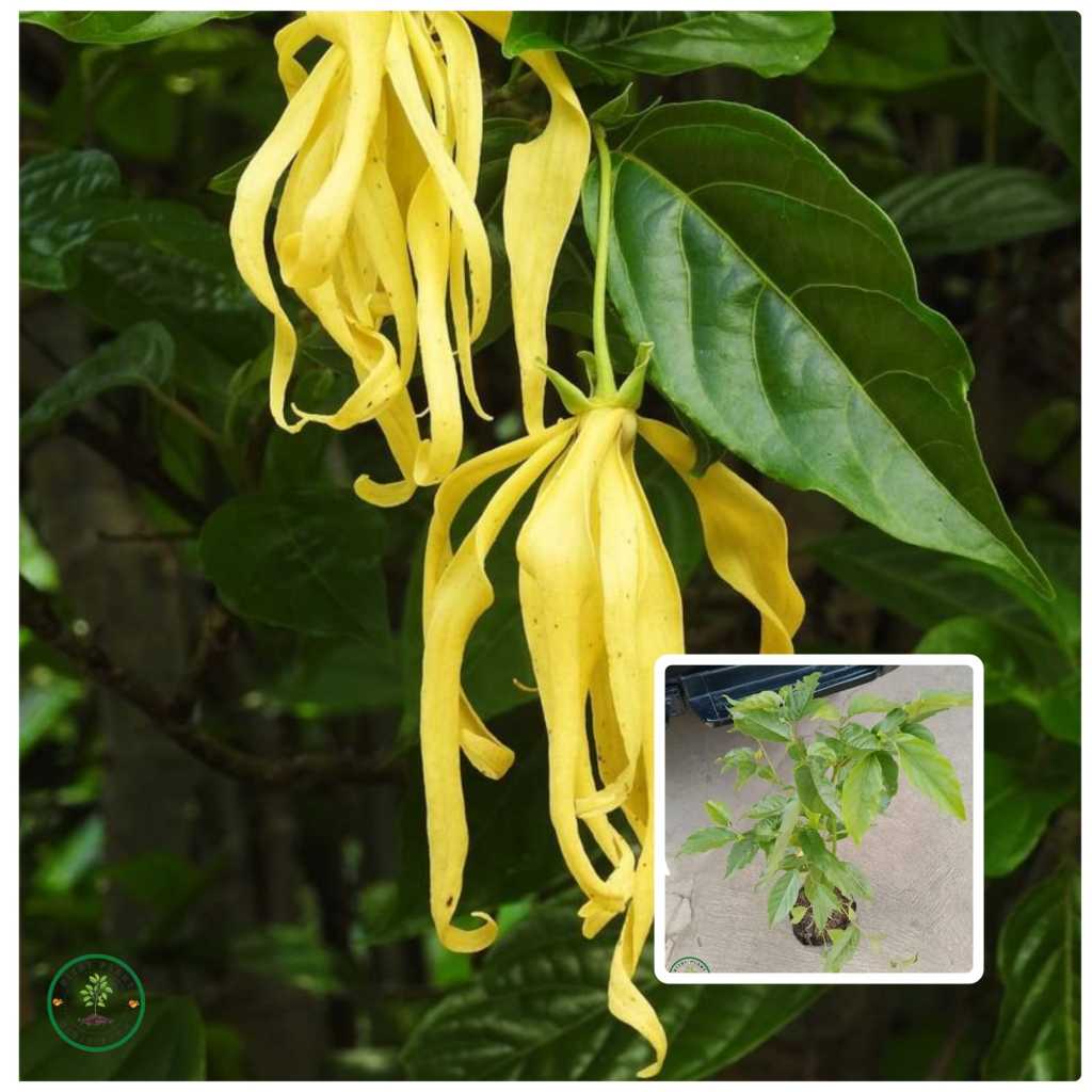 Jual Bunga Kenanga Kuning Wangi Bibit Kenanga Pohon Kenanga Tanaman ...