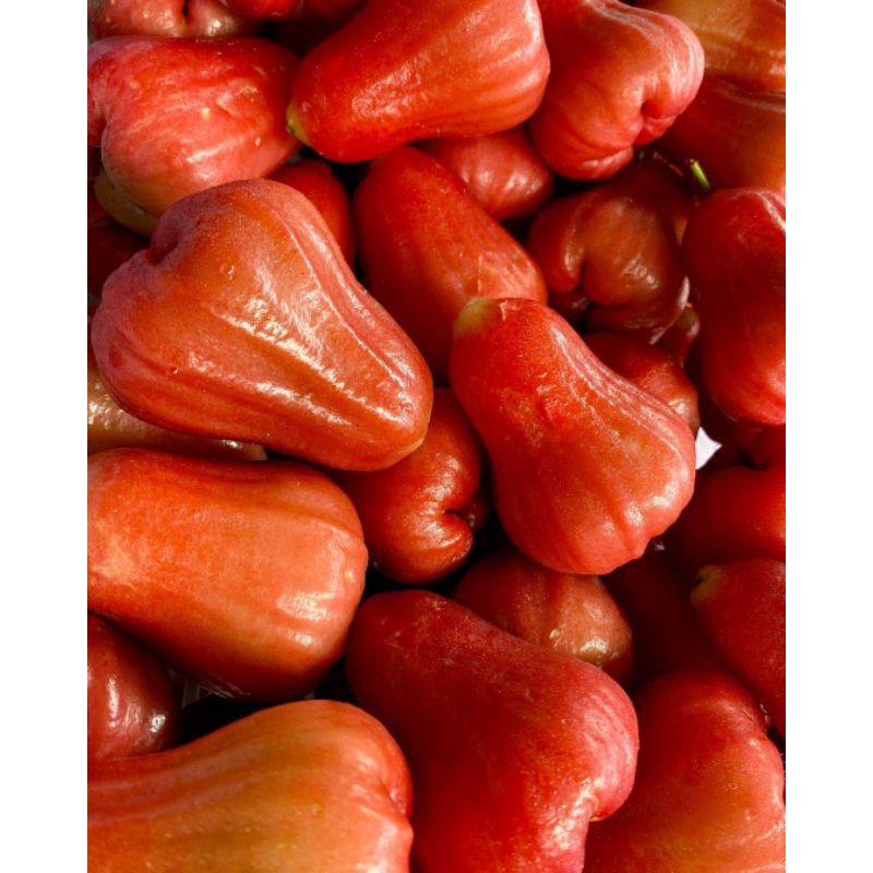 Jual Jambu air Citra merah Segar | Shopee Indonesia