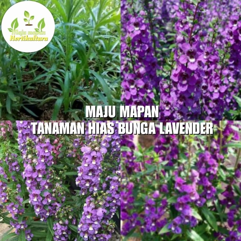 Jual TANAMAN HIAS BUNGA LAVENDER (UNGU) | Shopee Indonesia