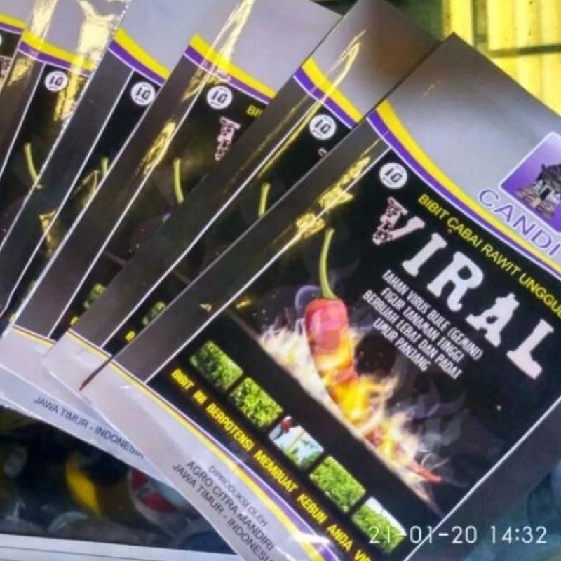 Jual 100 Benih Cabe Viral cabai viral ( jaminan asli ) | Shopee Indonesia
