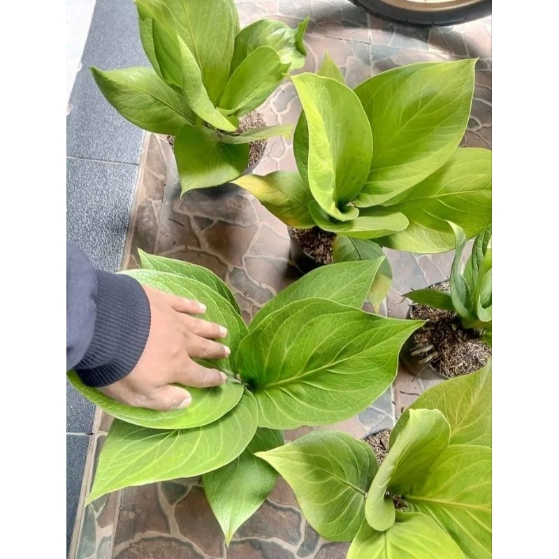 Jual anthurium jemani kobra, jemani cobra, anthurium | Shopee Indonesia