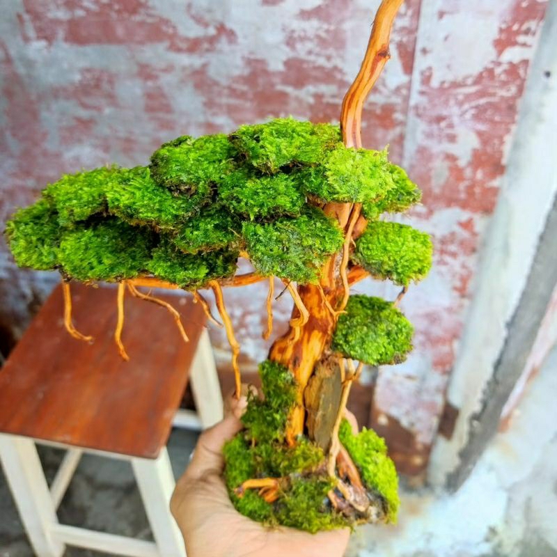 Jual Pohon Bonsai Aquascape Standar Shopee Indonesia