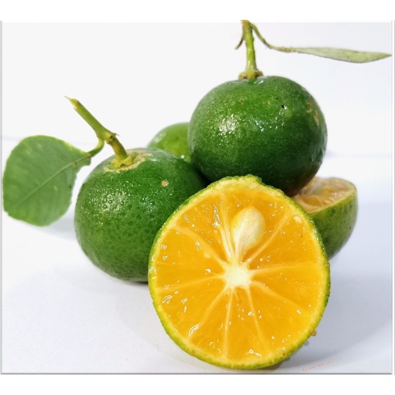 Jual Jeruk Kunci Sonkit Buah Penurun Kolesterol Jeruk Kunci Jeruk ...