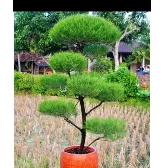 Jual Tanaman Hias Cemara Udang (Casuarina equisetifolia) 1 Meter Bonsai ...
